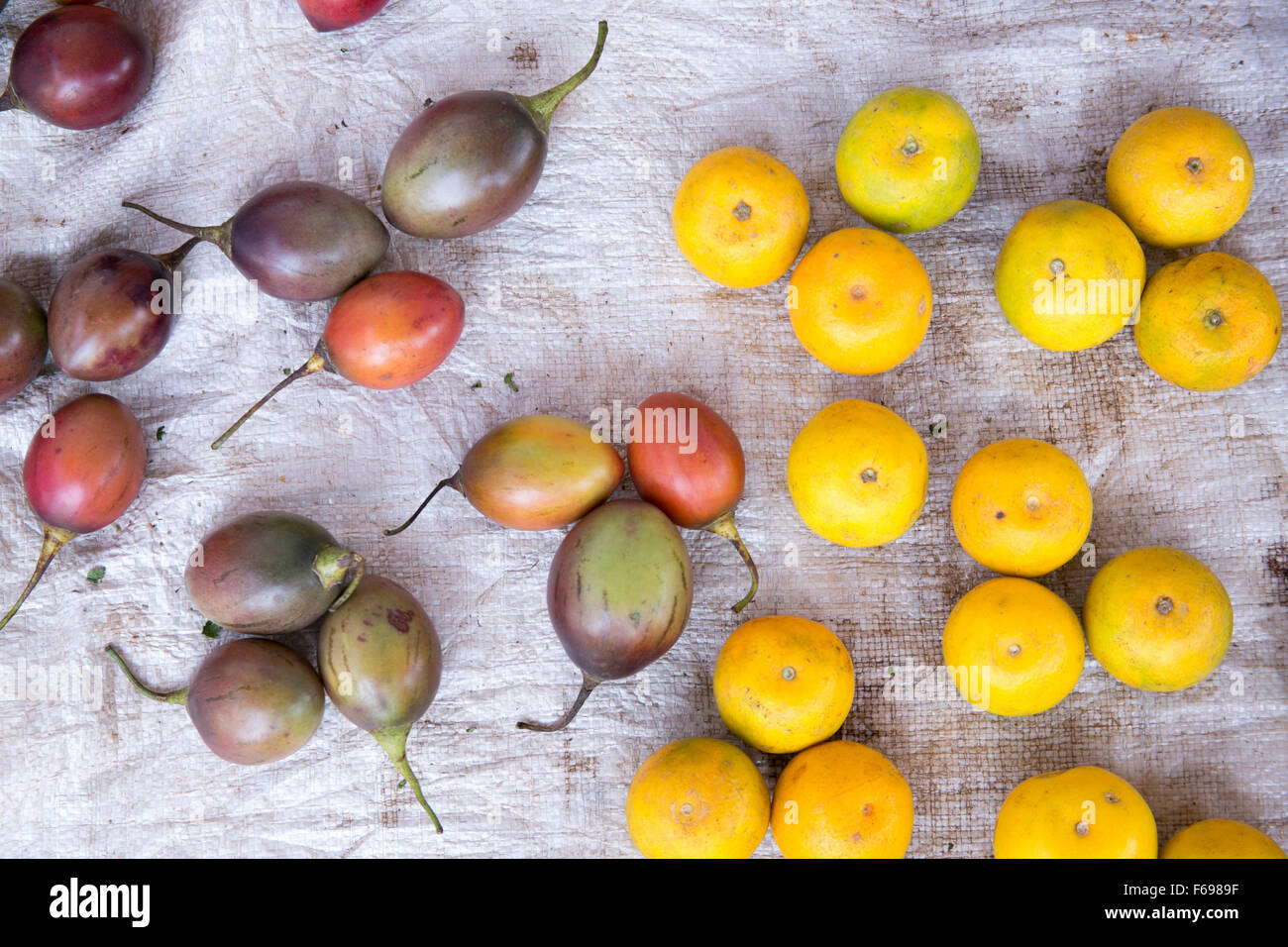 Tree tomatoes hi-res stock photography and images - Alamy
