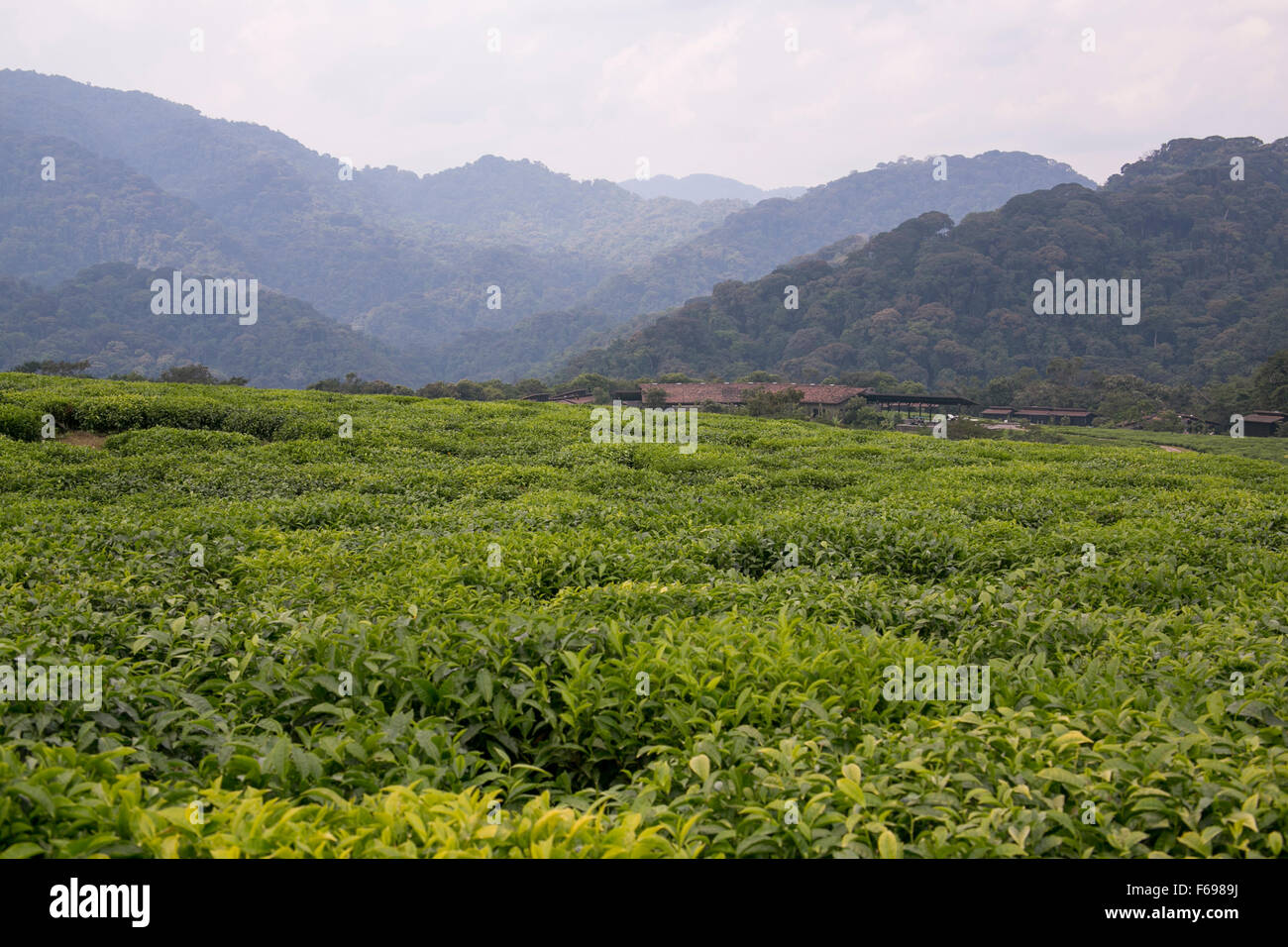 Rolling hills rwanda hi-res stock photography and images - Alamy