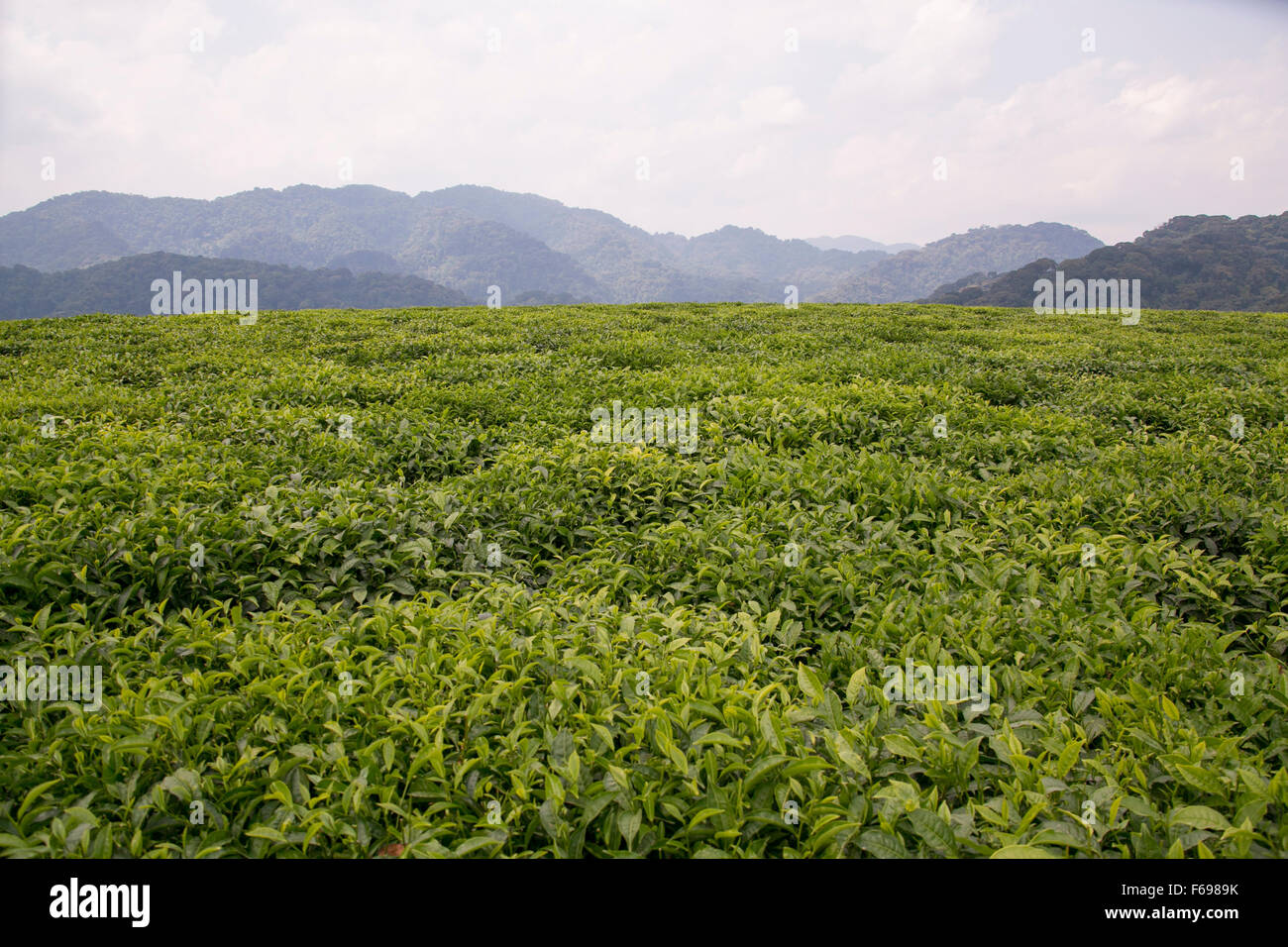 Tea plantation at the Nyungwe Forest Lodge in Rwanda Stock Photo - Alamy