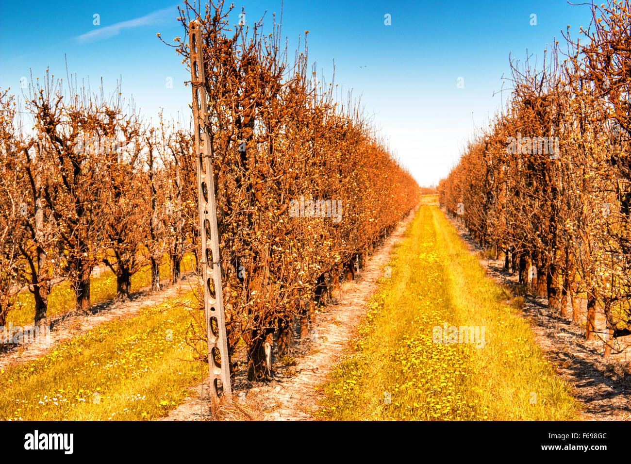 fields of abate pears trees, orchards organized into geometric rows ...