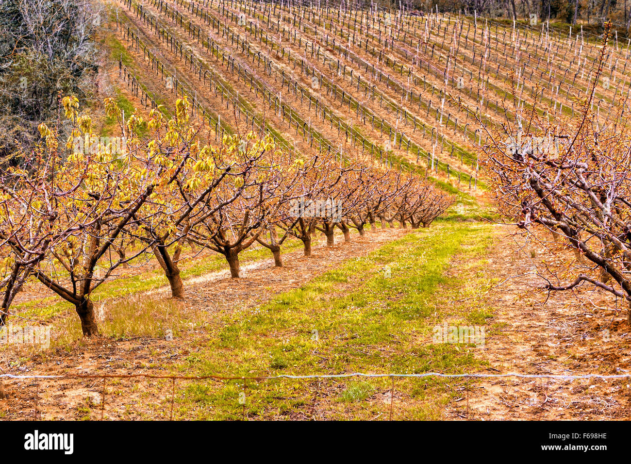 fields of orchards organized into geometric rows according to the ...