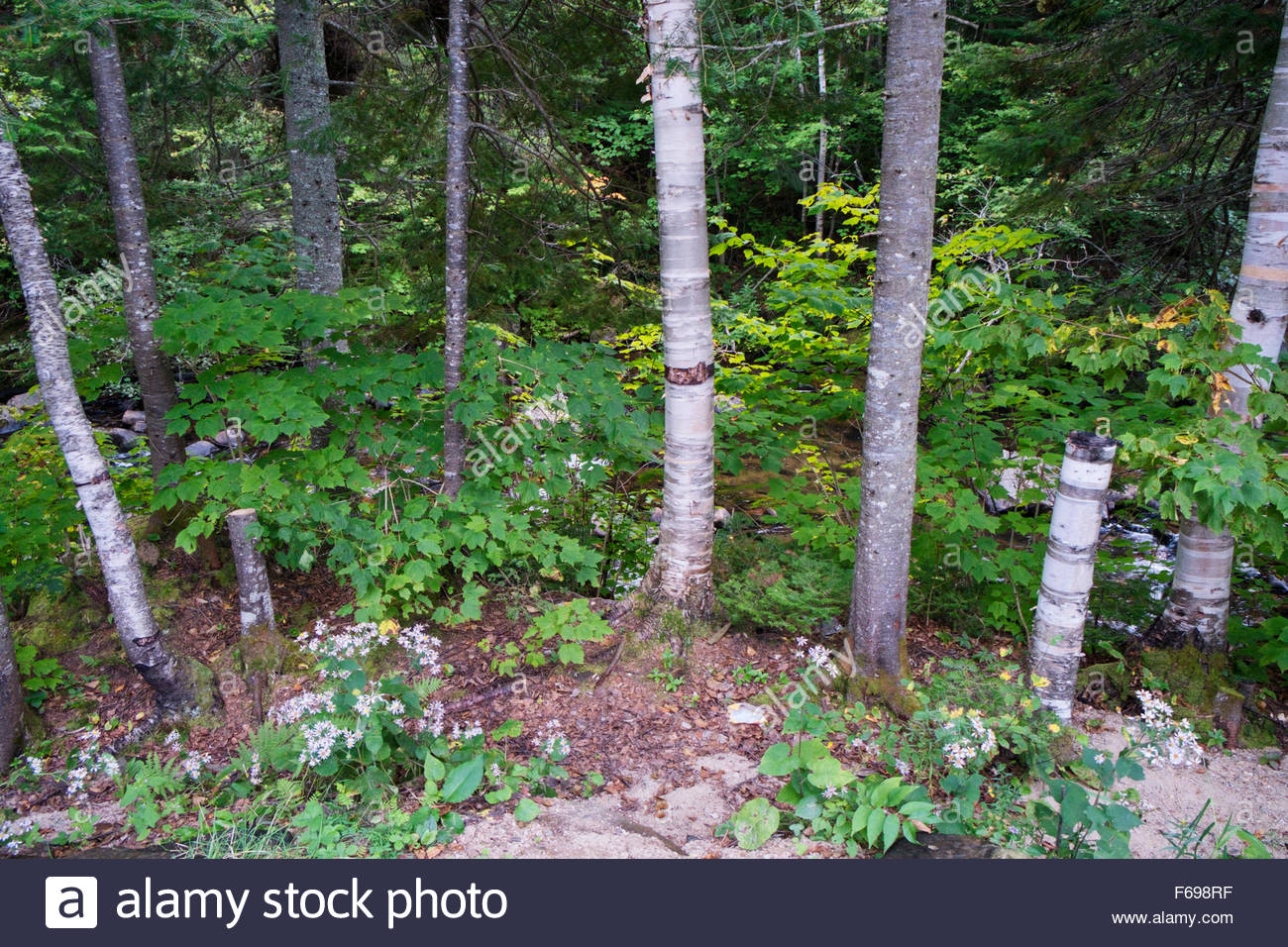 Quebec Forest Canada Scenery Stock Photos & Quebec Forest Canada ...