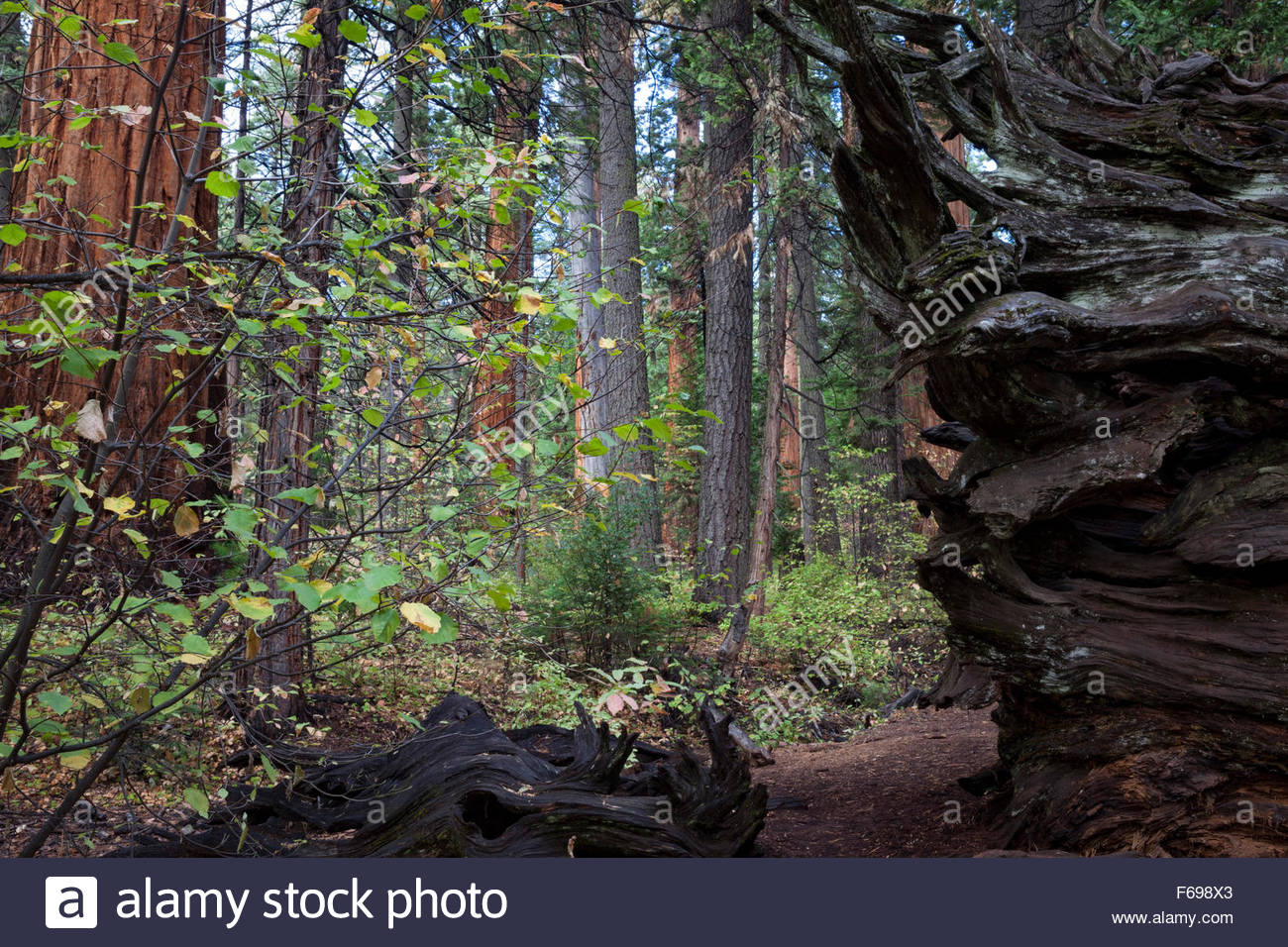 Big Roots High Resolution Stock Photography and Images - Alamy