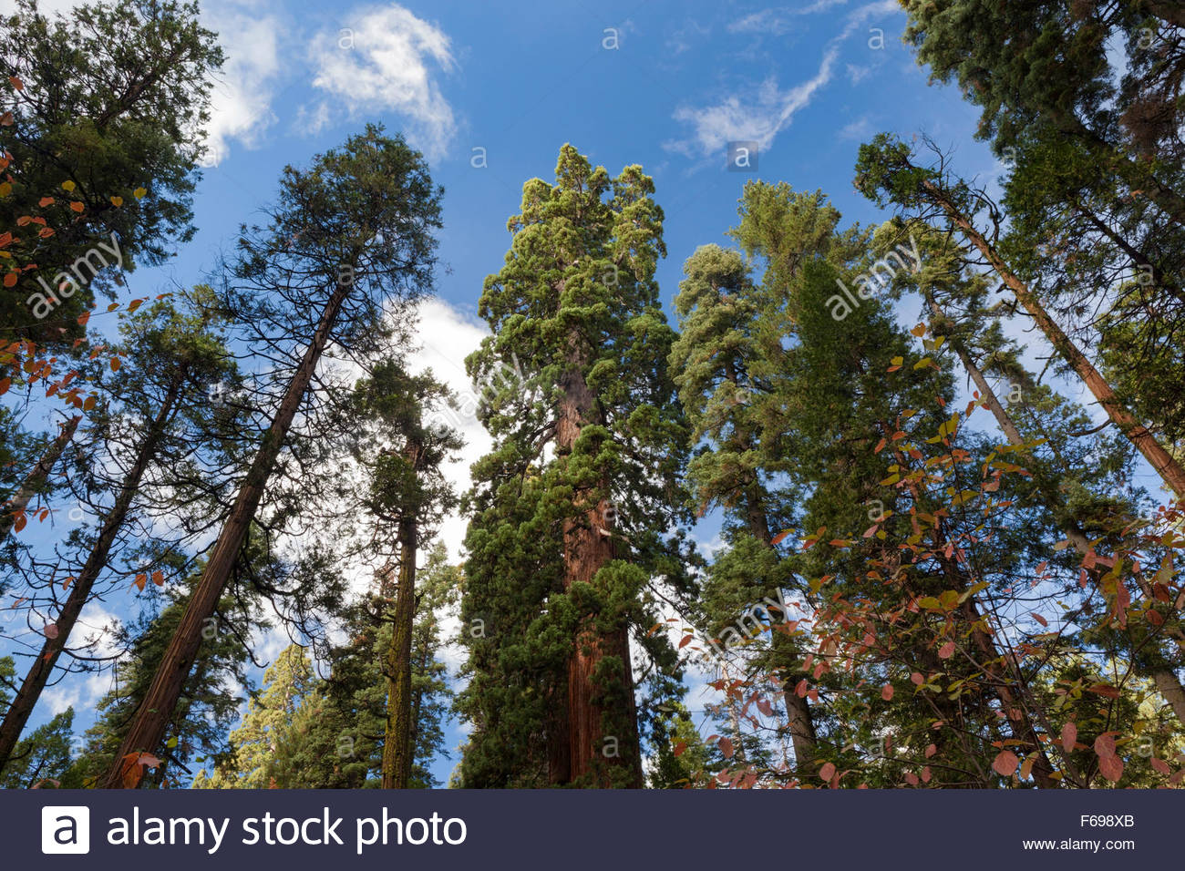 The Biggest Trees Of The World High Resolution Stock Photography and ...