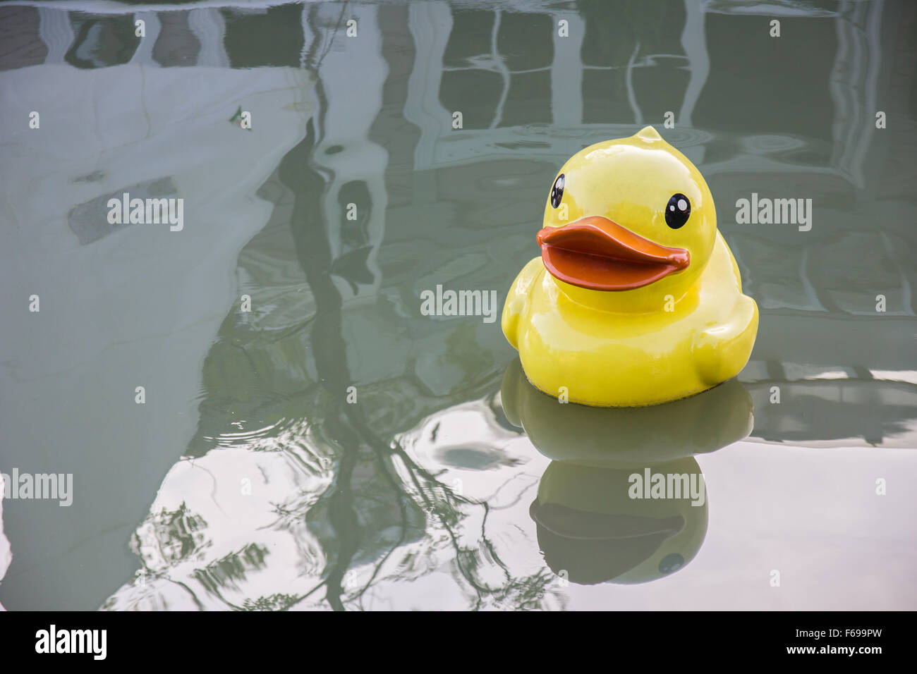 Make duck in water hi-res stock photography and images - Alamy