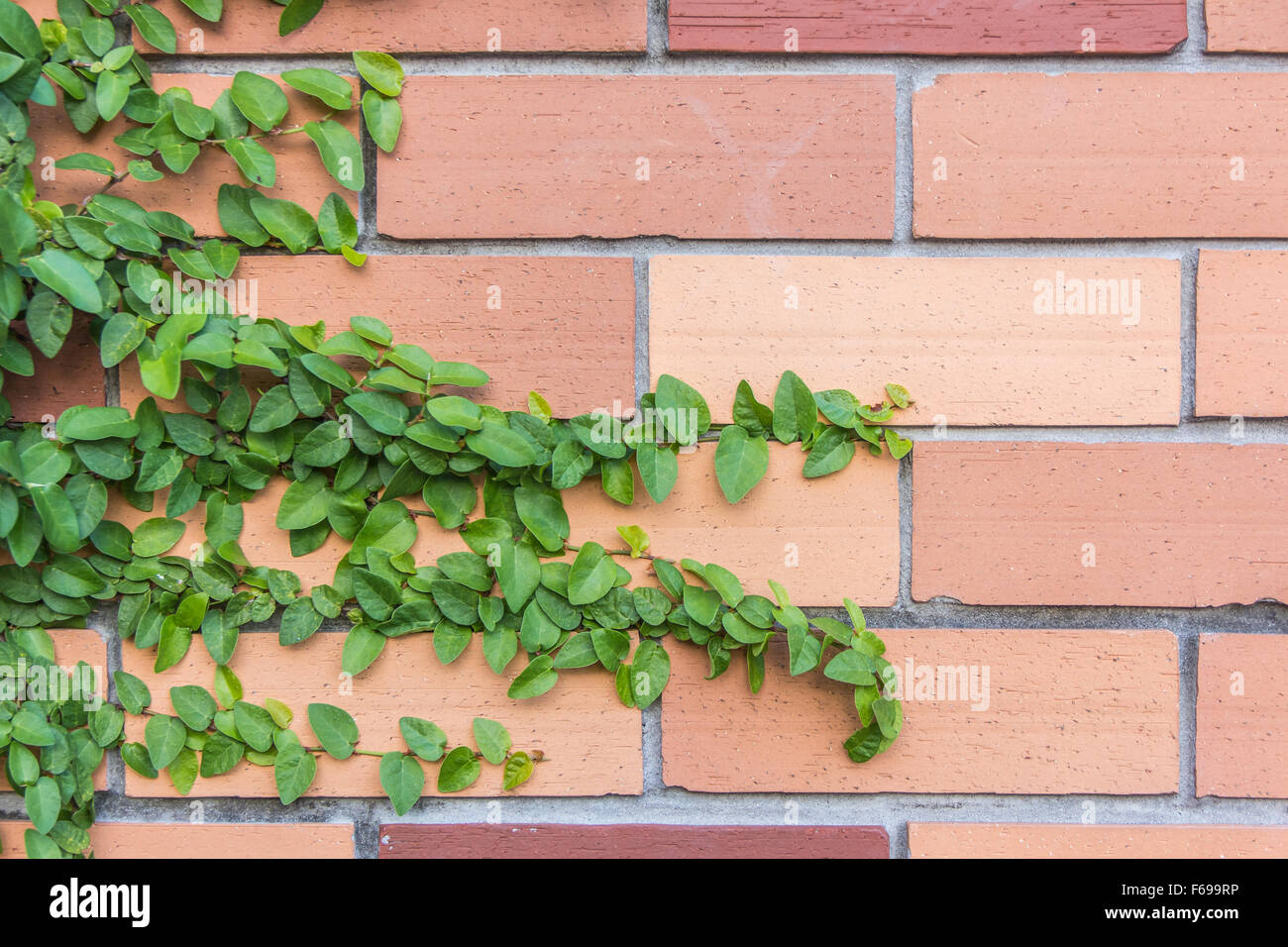 leaves on brick wall for wallpaper Stock Photo - Alamy