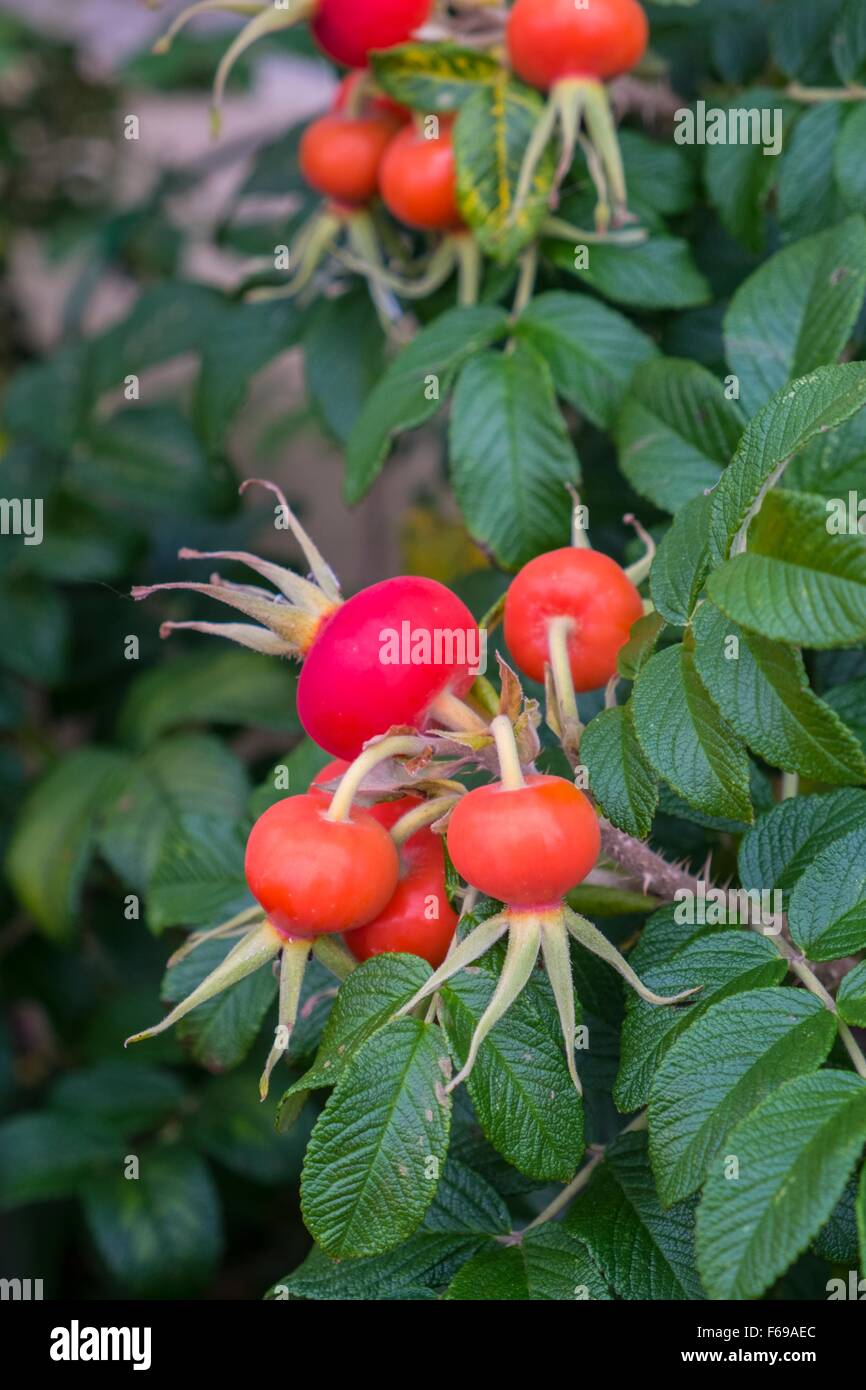 Rugosa rose hi-res stock photography and images - Alamy