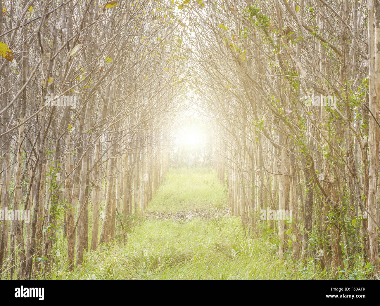 Beautiful forest landscape in forest hi-res stock photography and ...