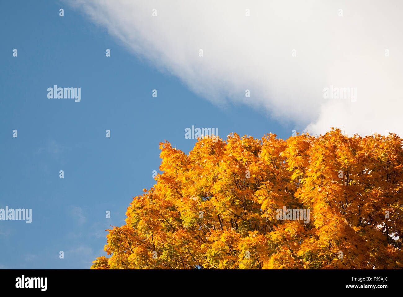 View looking up at a beautiful old sugar maple tree in autumn in New ...