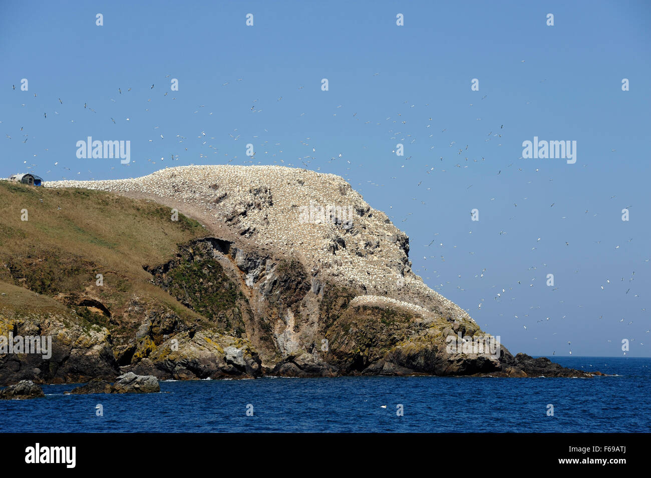 Ile Rouzic,gannet nesting,Sept-Iles archipelago,Perros-Guirec,Cotes-d ...