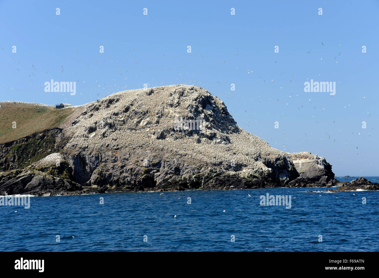 Ile Rouzic,gannet nesting,Sept-Iles archipelago,Perros-Guirec,Cotes-d ...