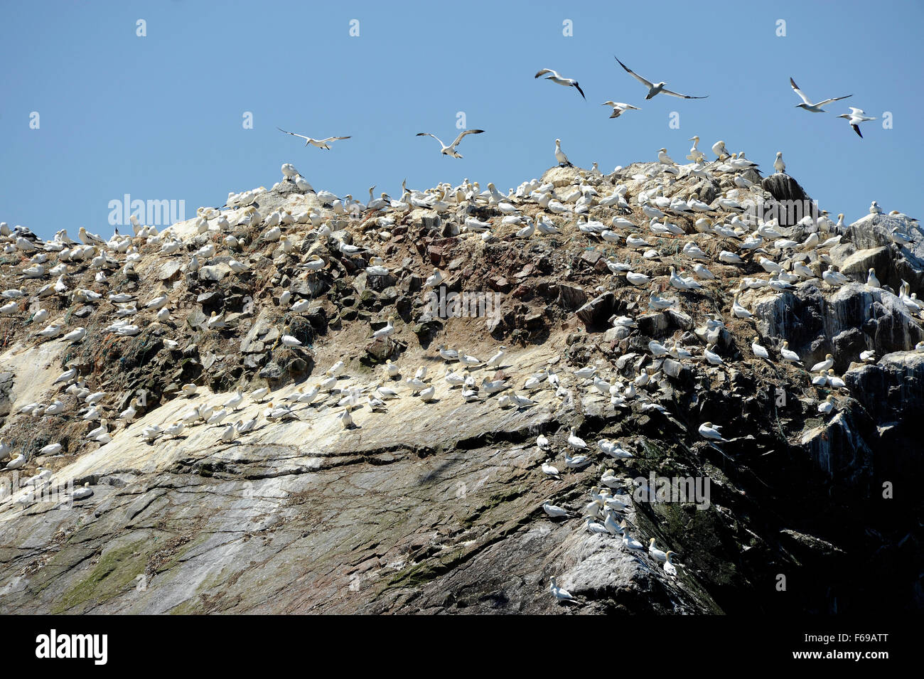 Ile Rouzic,gannet nesting,Sept-Iles archipelago,Perros-Guirec,Cotes-d ...