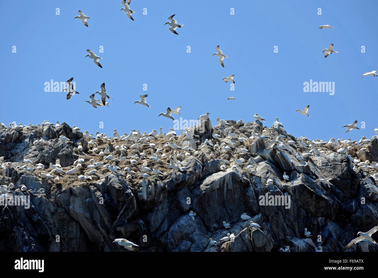 Ile Rouzic,gannet nesting,Sept-Iles archipelago,Perros-Guirec,Cotes-d ...