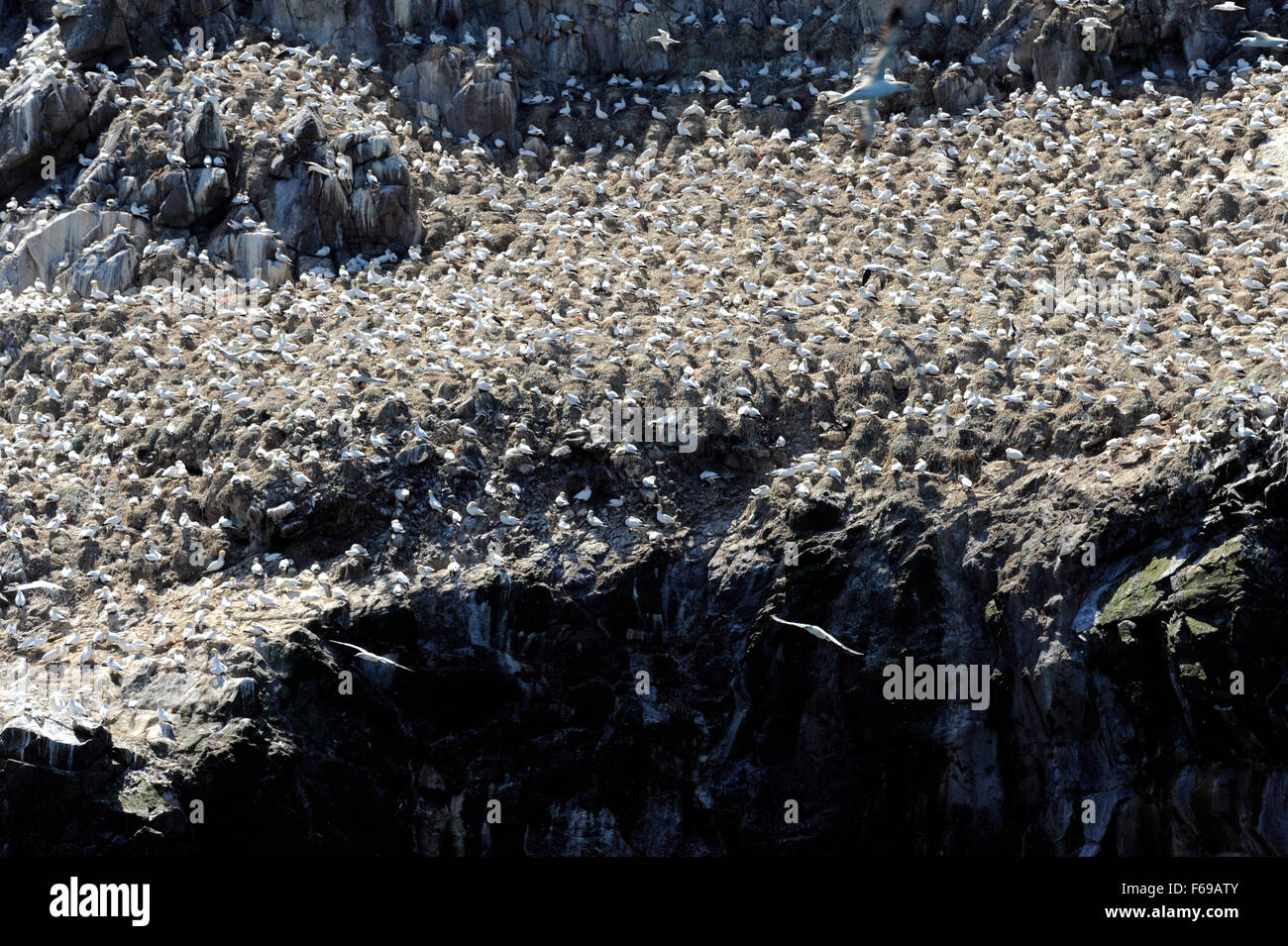 Ile Rouzic,gannet nesting,Sept-Iles archipelago,Perros-Guirec,Cotes-d ...