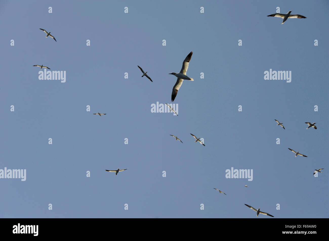 Ile Rouzic,gannets in flight,Sept-Iles archipelago,Perros-Guirec,Cotes ...