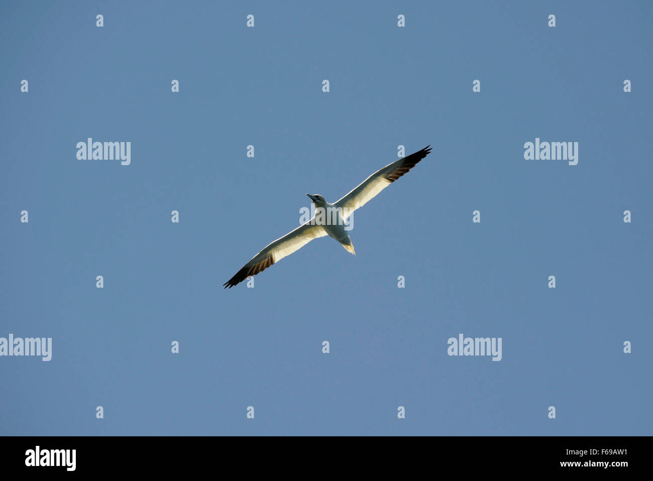 Ile Rouzic,gannets in flight,Sept-Iles archipelago,Perros-Guirec,Cotes ...