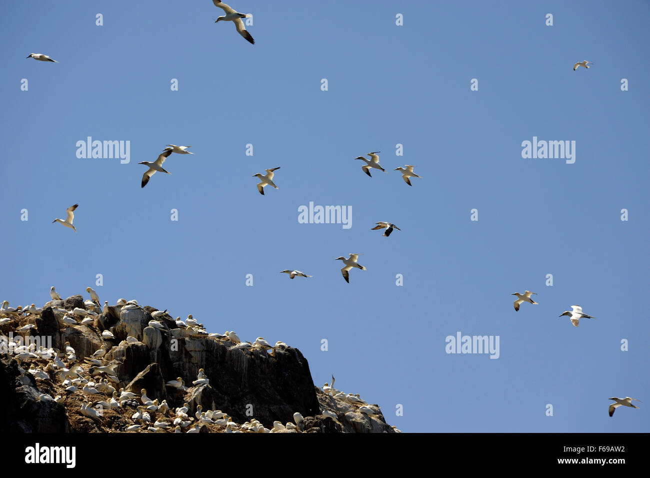 Ile Rouzic,gannet nesting,Sept-Iles archipelago,Perros-Guirec,Cotes-d ...