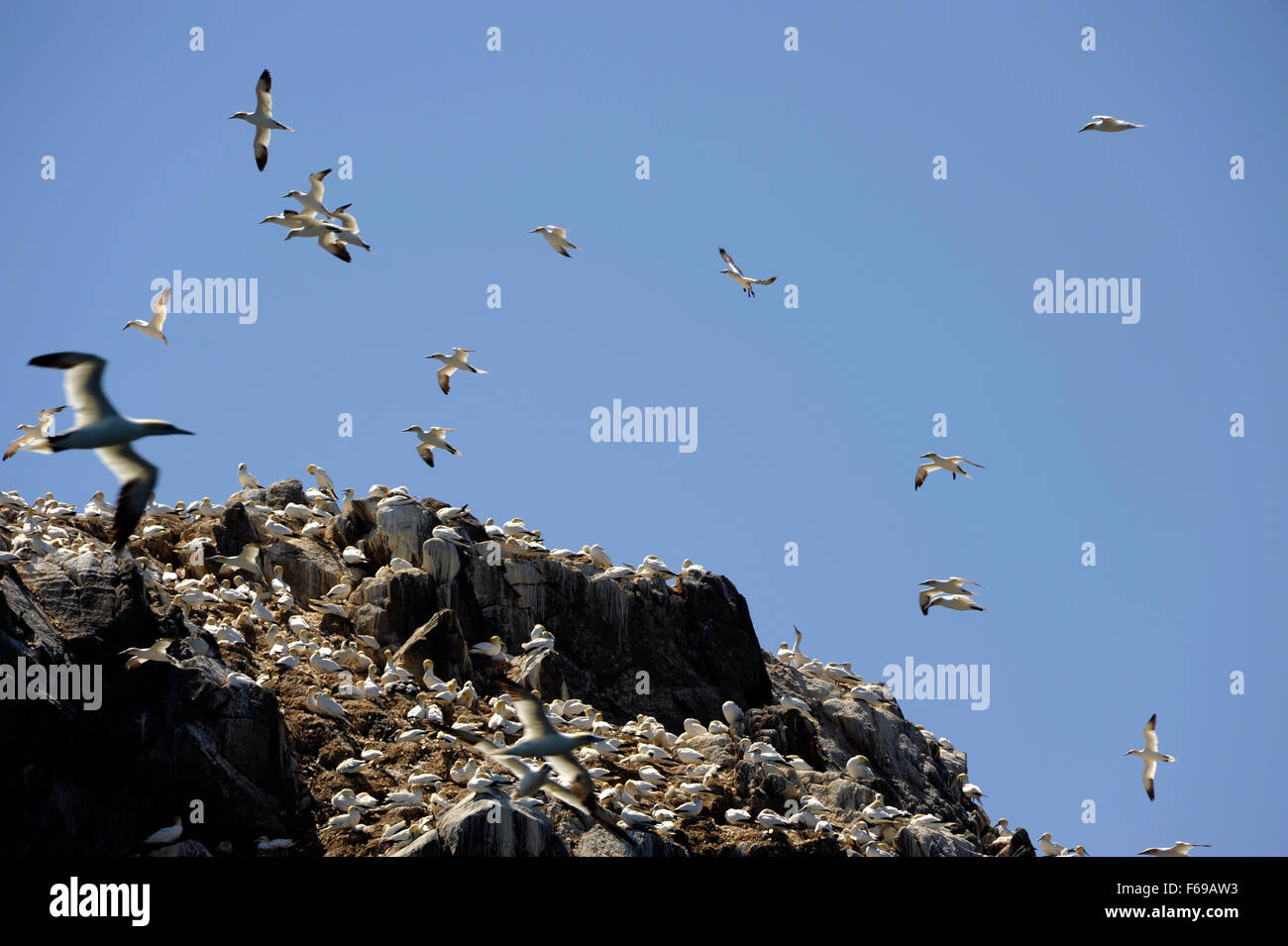 Ile Rouzic,gannet nesting,Sept-Iles archipelago,Perros-Guirec,Cotes-d ...