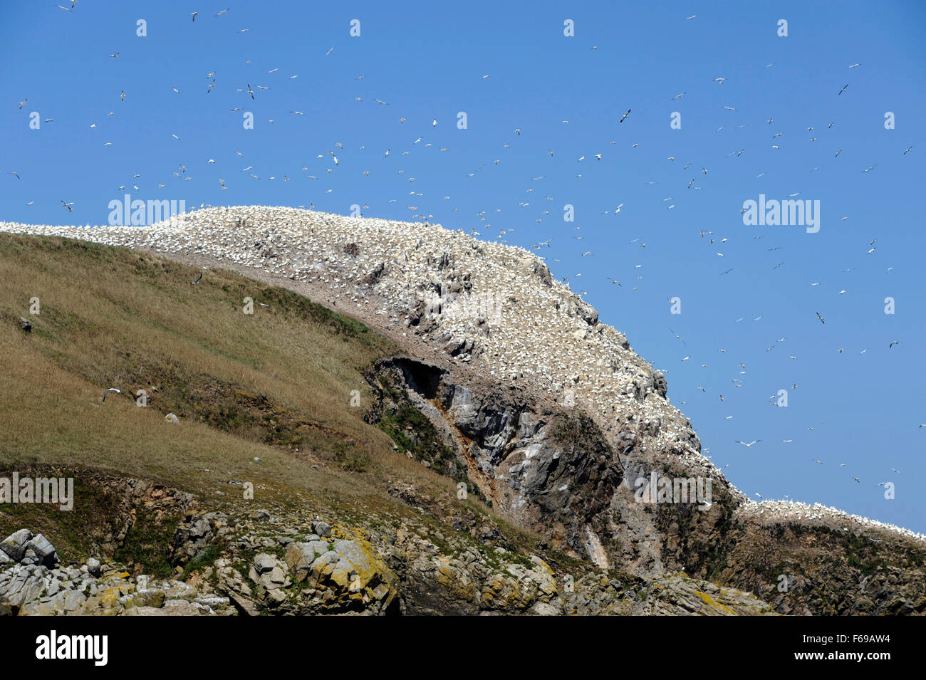Ile Rouzic,gannet nesting,Sept-Iles archipelago,Perros-Guirec,Cotes-d ...