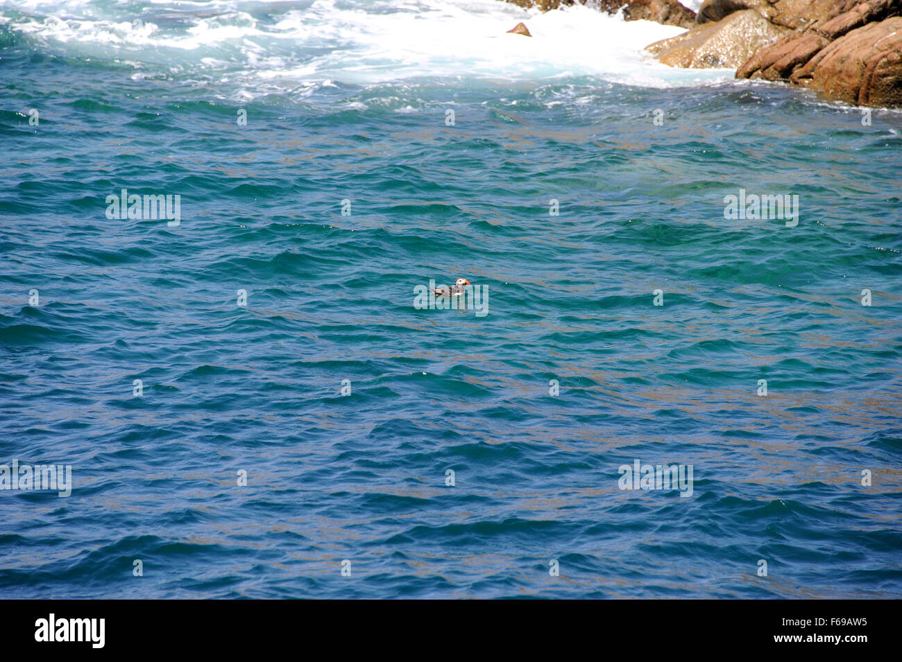 Ile Rouzic,Atlantic puffin,Fratercula Artica,Sept-Iles archipelago ...
