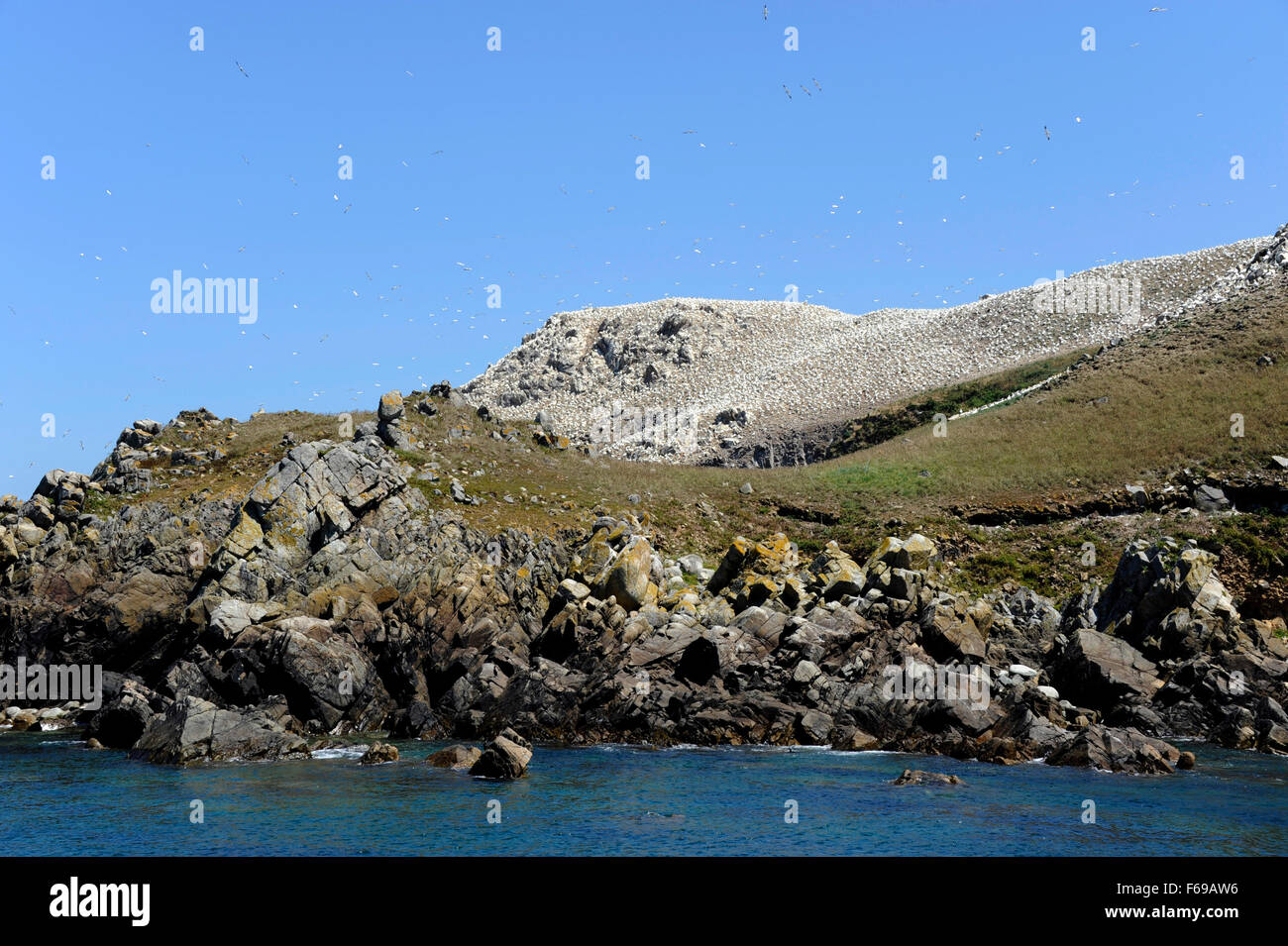 Ile Rouzic,gannet nesting,Sept-Iles archipelago,Perros-Guirec,Cotes-d ...