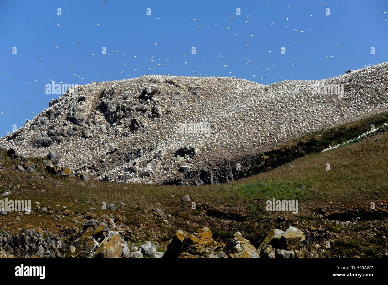 Ile Rouzic,gannet nesting,Sept-Iles archipelago,Perros-Guirec,Cotes-d ...