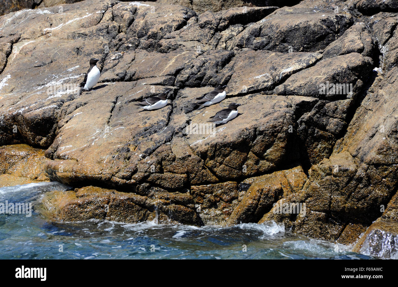Ile Rouzic,razorbill,Alca Torda,Sept-Iles archipelago,Perros-Guirec ...
