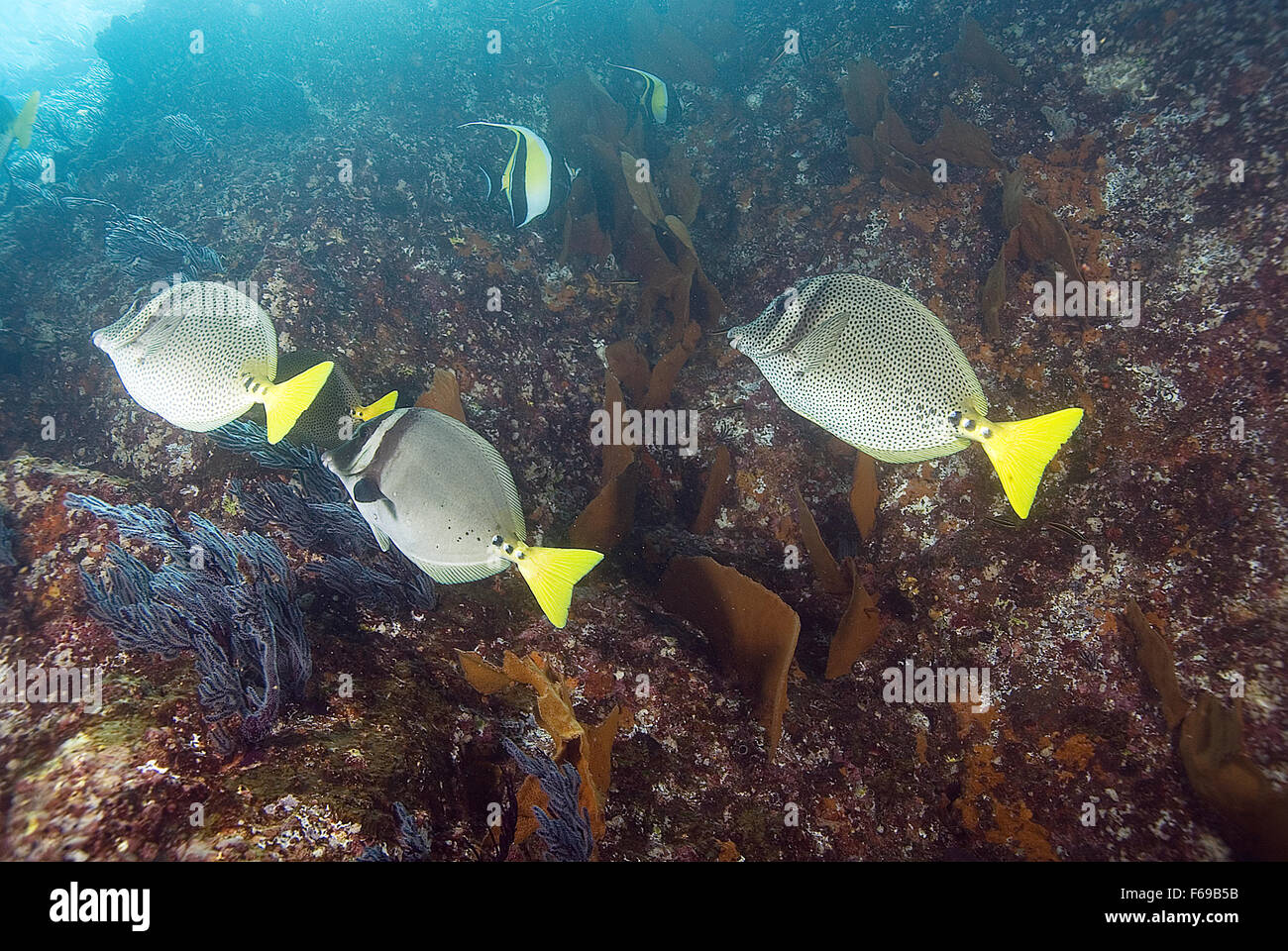 Tropical fish cabo san lucas hi-res stock photography and images - Alamy