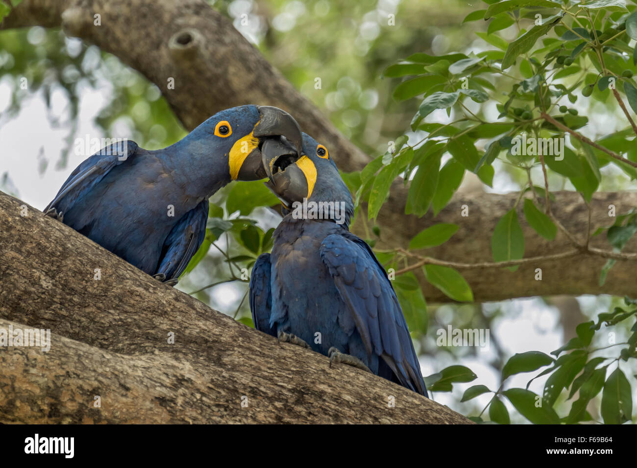 Pair of hyacinth macaws 'kissing', Sao Jose, Mato Grosso do Sul, Brazil ...