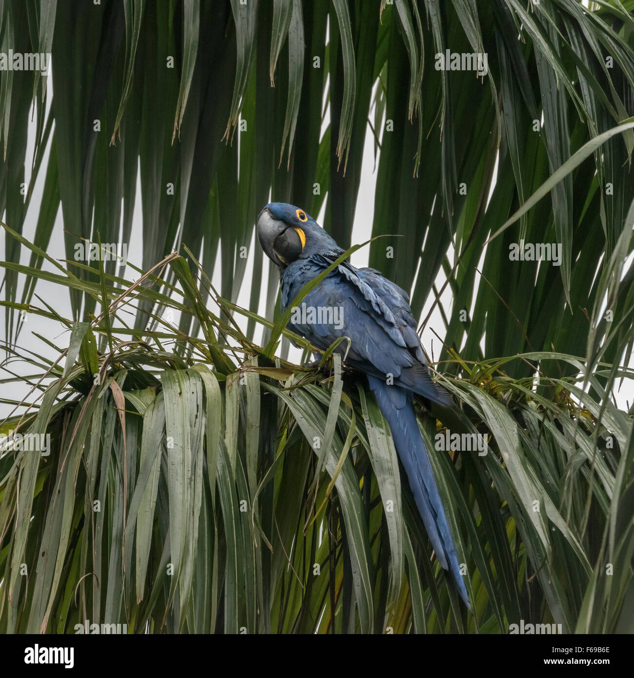 Hyacinth macaw in a palm tree 1, Sao Jose, Mato Grosso do Sul, Brazil ...