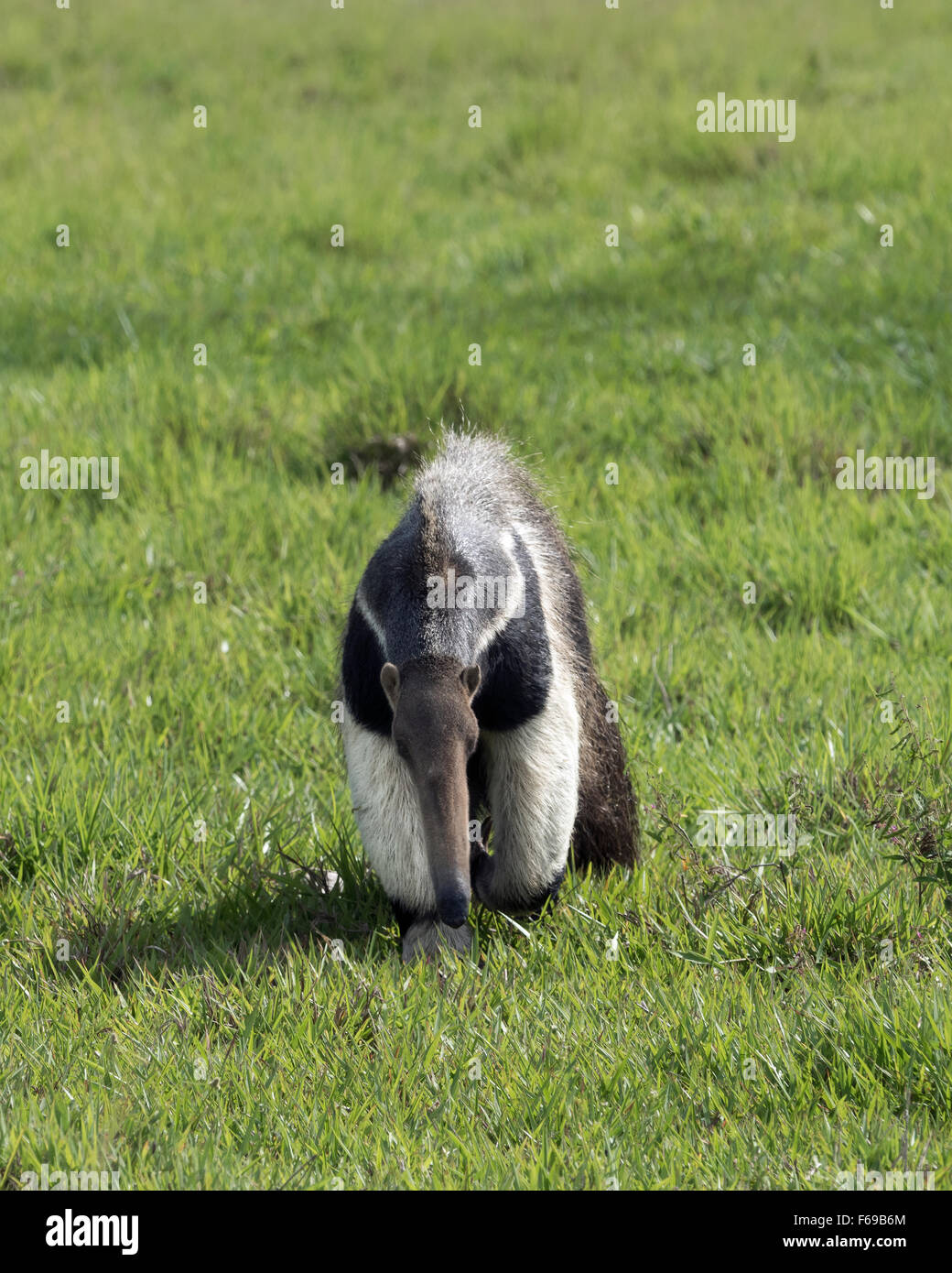 Giant anteater showing long digging claws, Sao Jose, Mato Grosso do Sul ...
