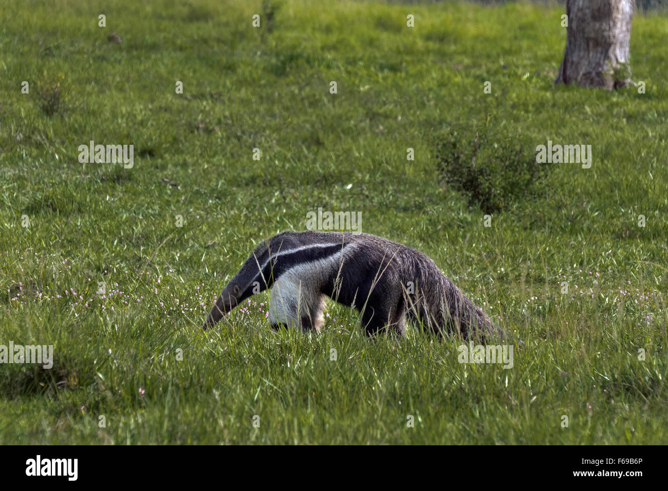 Giant anteater with long grasses and wildflowers, Sao Jose, Mato Grosso ...