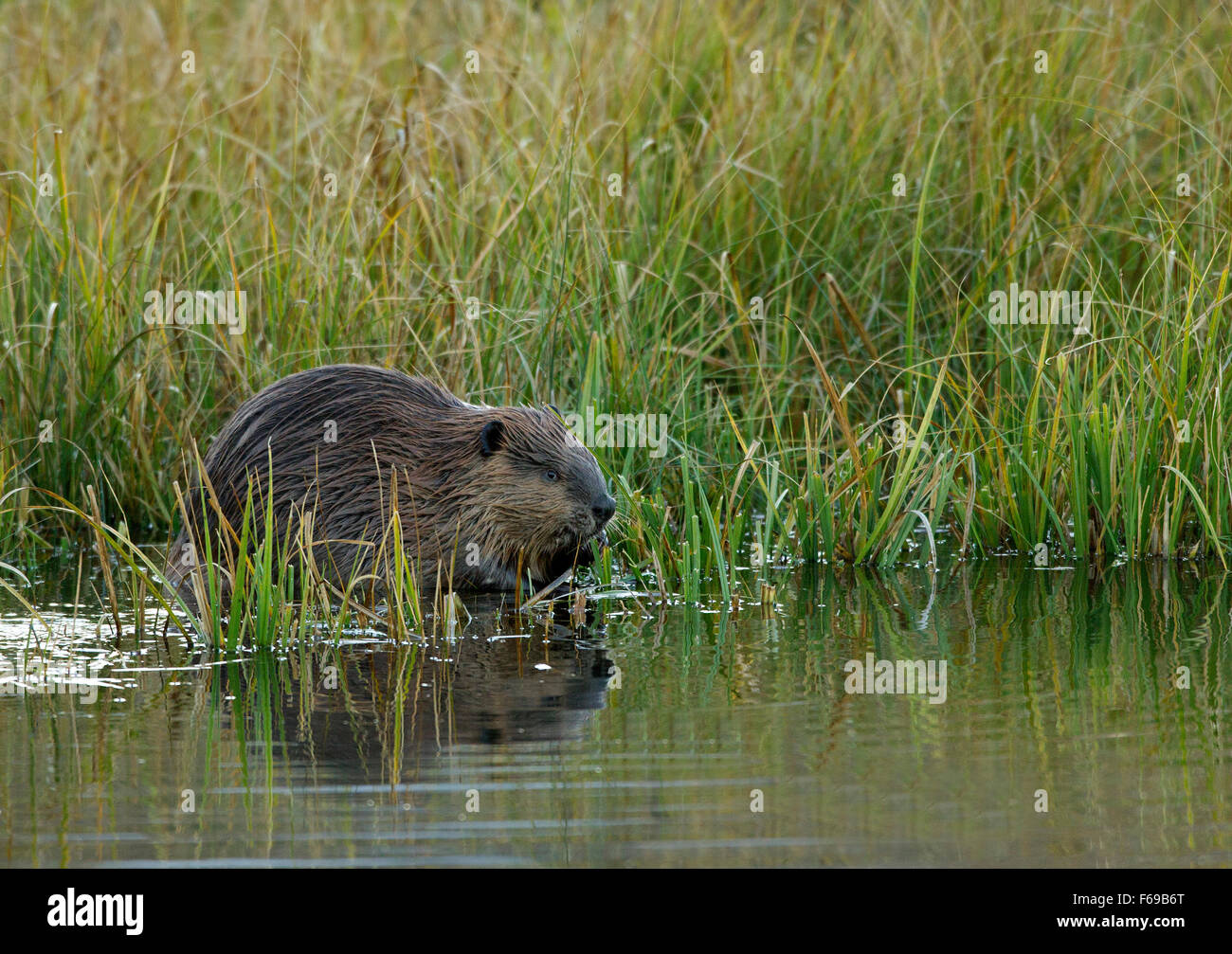 Beaver eating grass hi-res stock photography and images - Alamy
