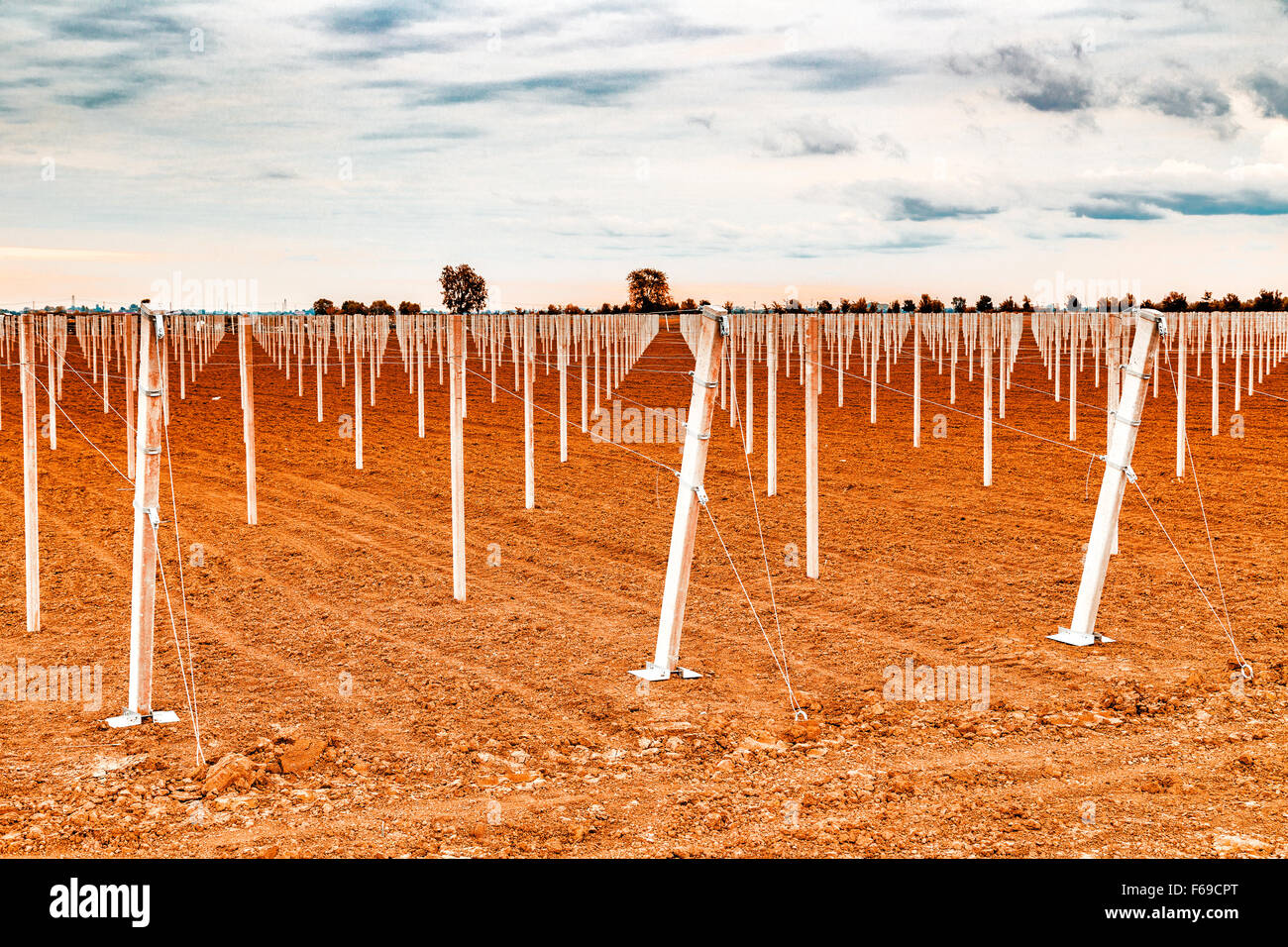 rows of precast concrete white poles driven into the ground to support ...