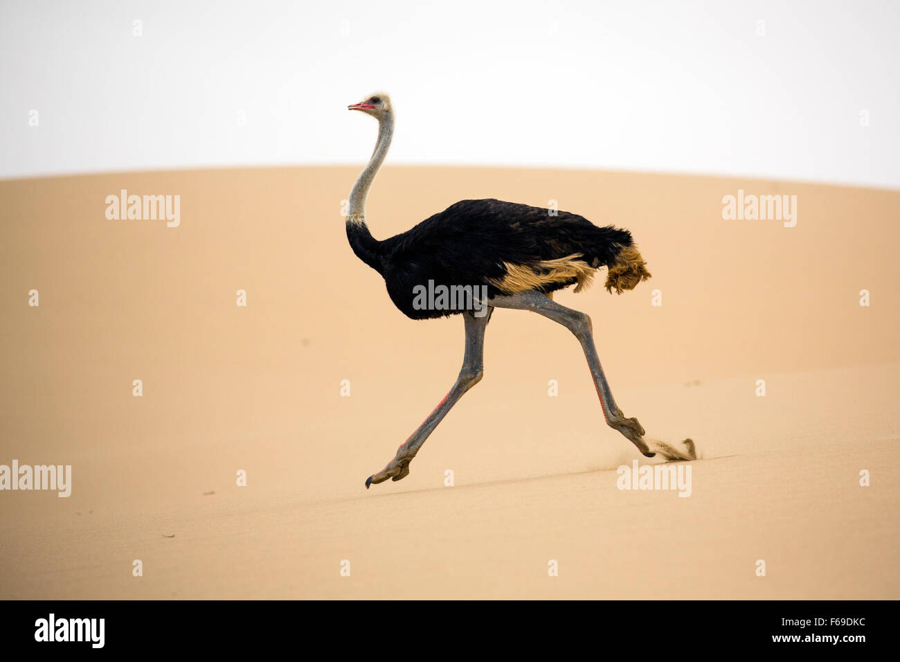 Ostrich Running Full Speed