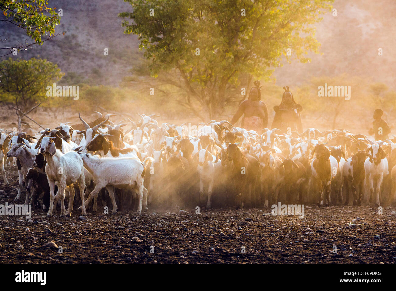 Goat herding of the Himba tribe, Namibia, Africa Stock Photo - Alamy