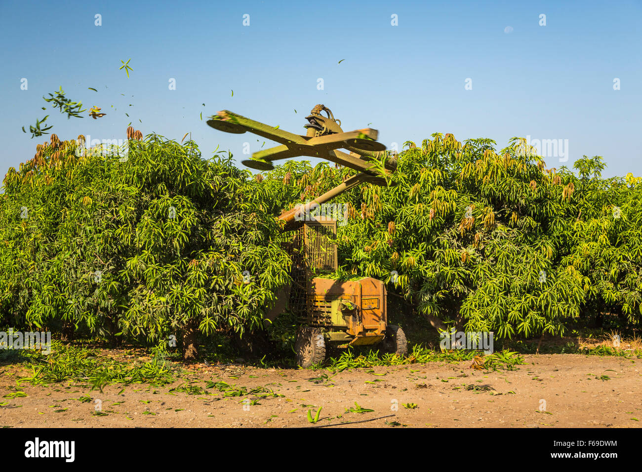Machine clipping trimming mango trees hi-res stock photography and ...