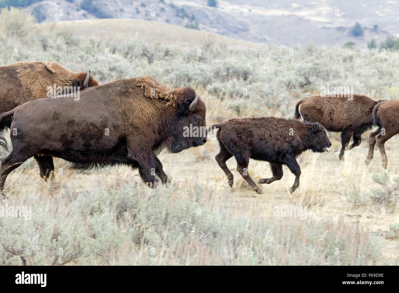 Running bison calf hi-res stock photography and images - Alamy
