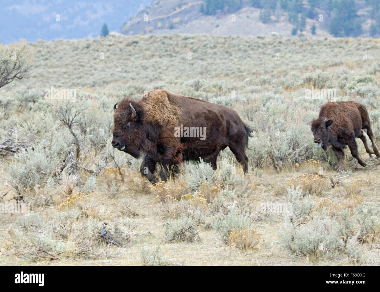 Two bison running hi-res stock photography and images - Alamy