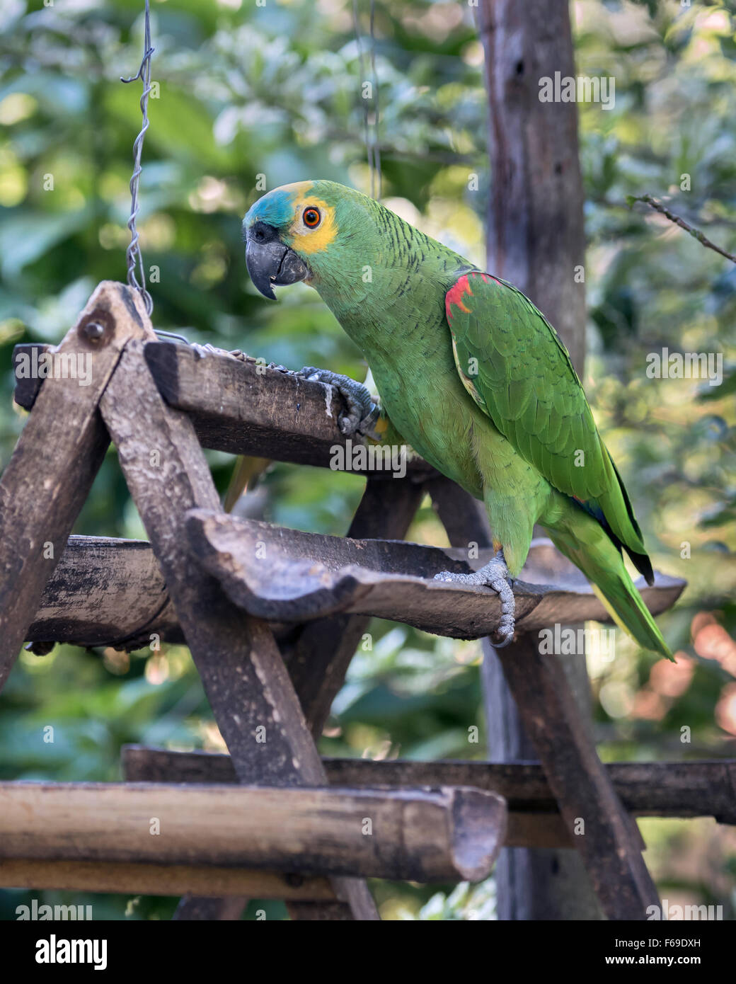 Banded blue fronted amazon parrot feeder hi-res stock photography and ...