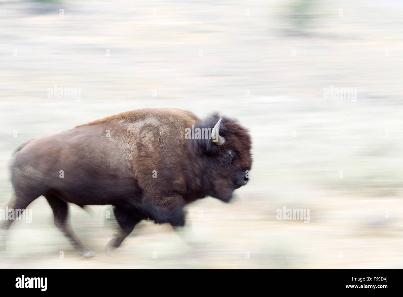 Bison running hi-res stock photography and images - Alamy