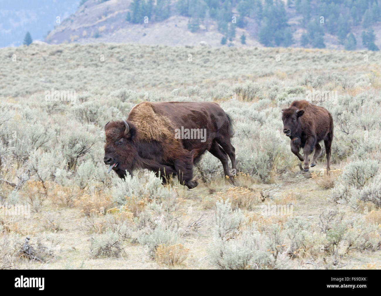Running bison calf hi-res stock photography and images - Alamy
