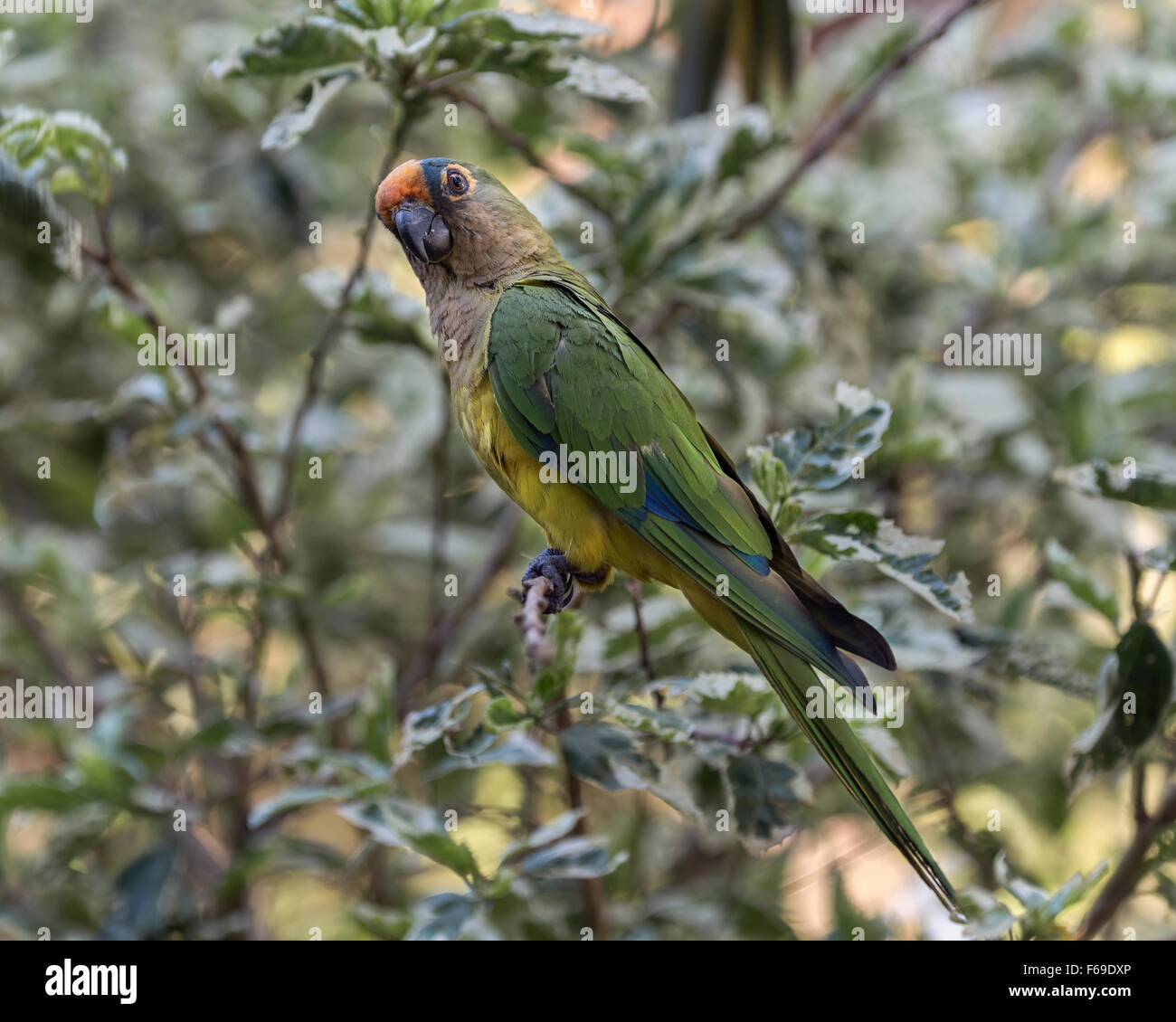 Wild Peach-fronted parakeet in a tree, Buraco das Araras, Mato Grosso ...