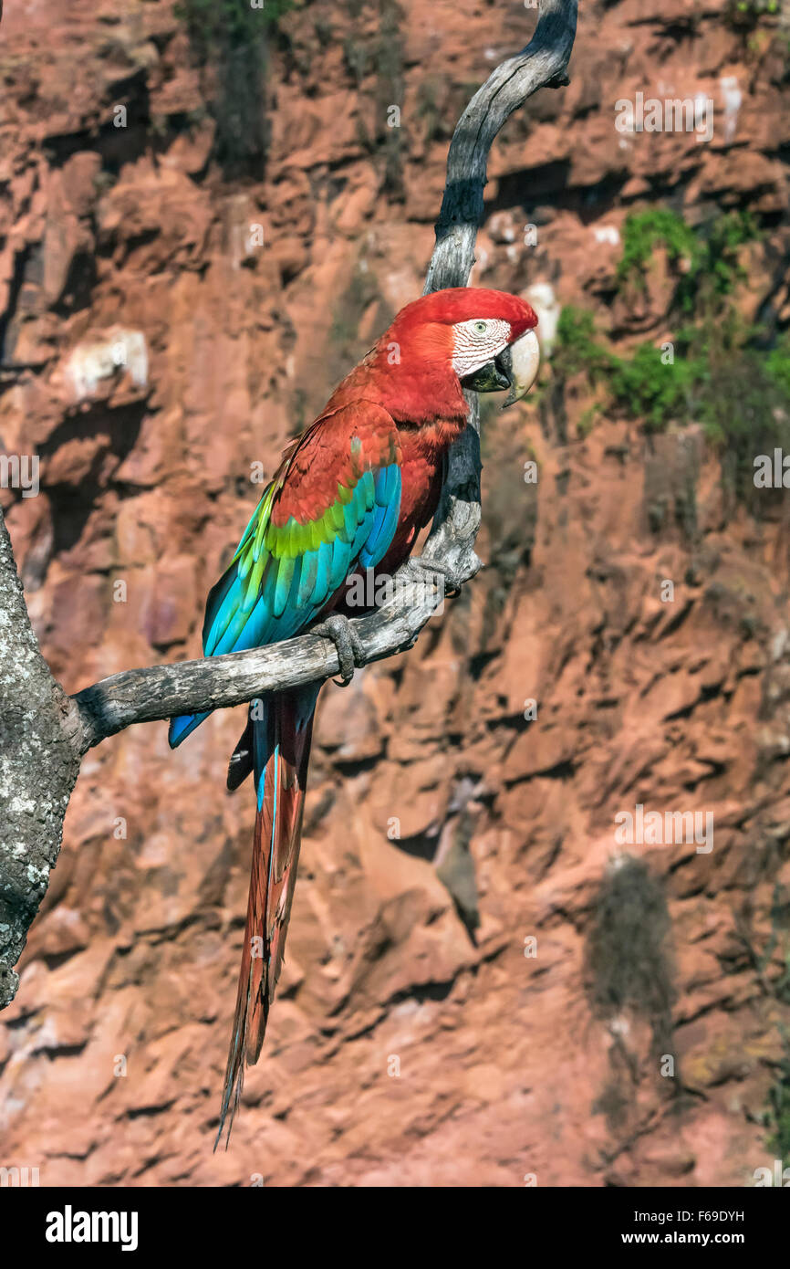 Red and green macaw against the red cliffs, Buraco das Araras, Mato ...