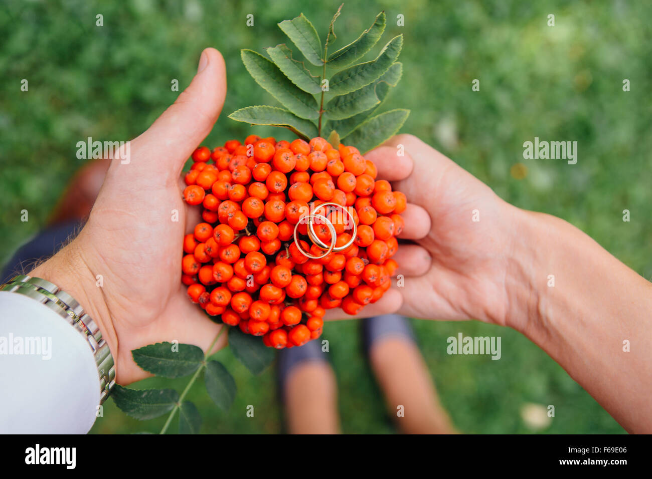 Closeup photo of bride and groom holding rowan berries with golden ...