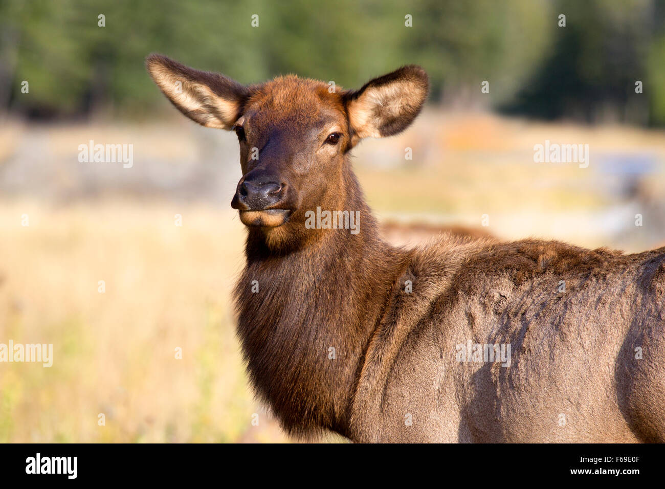 Elk doe hi-res stock photography and images - Alamy