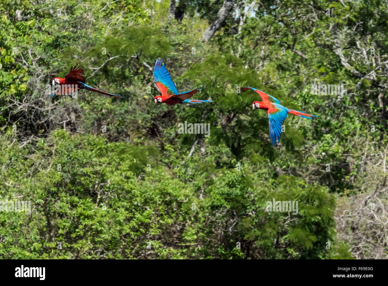 Flying over tree tops hi-res stock photography and images - Alamy