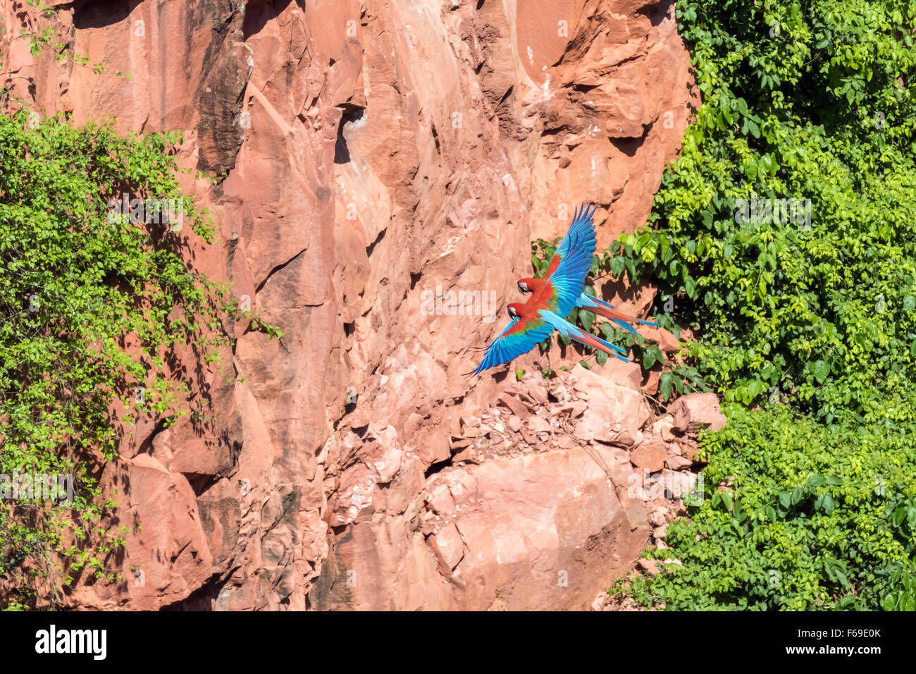 Cliffs of Buraco das Araras with Red and green macaws flying in ...