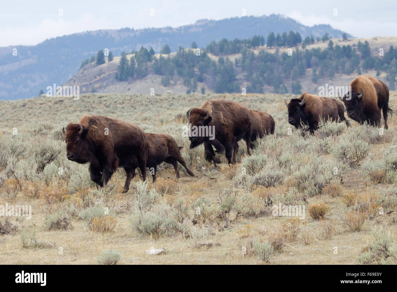 Bison Herd Running