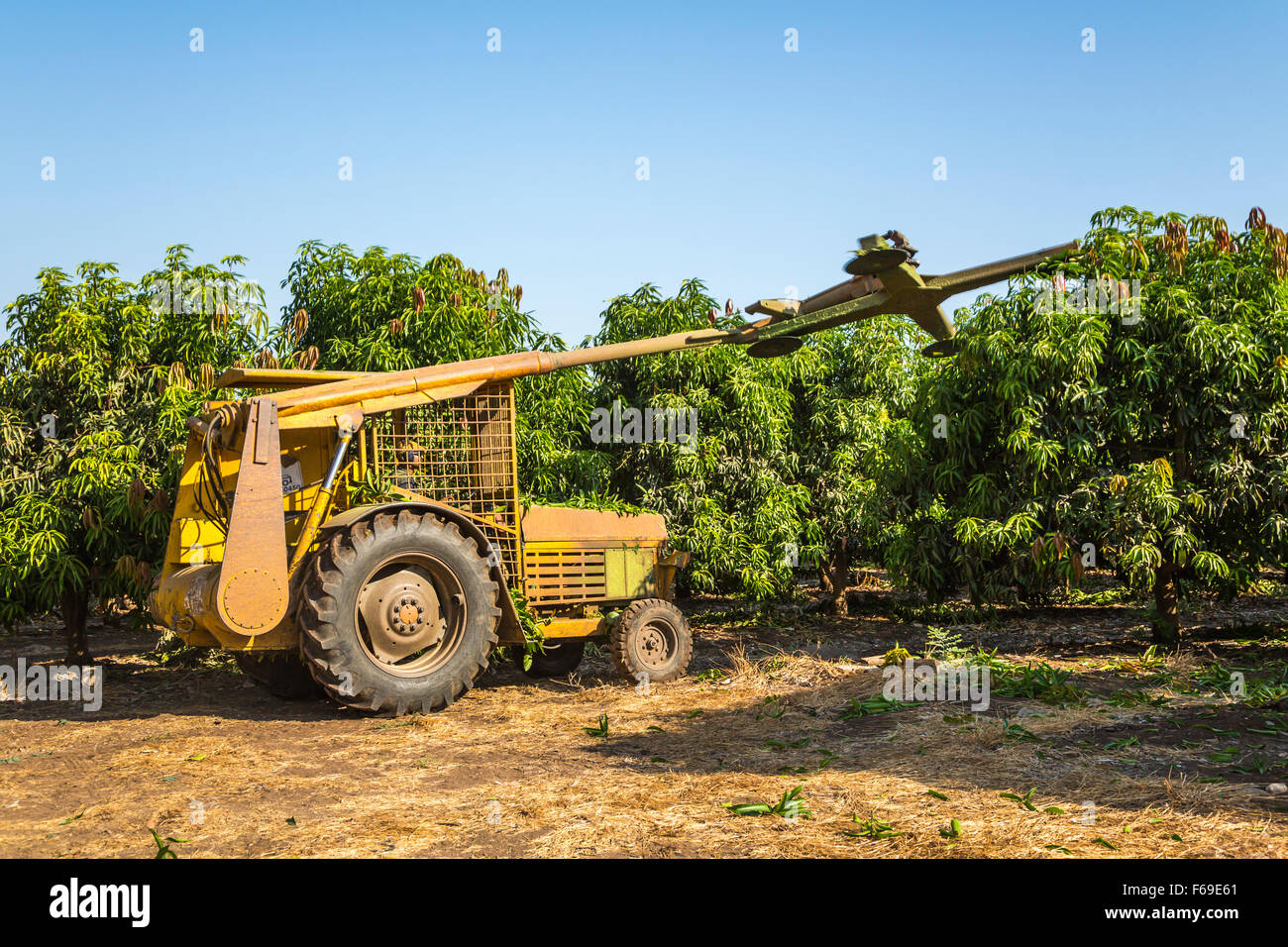 A machine clipping and trimming mango trees in an orchard in the Golan ...
